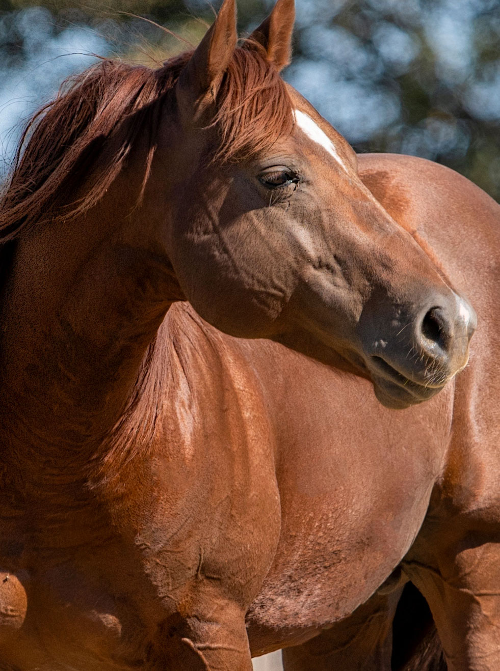 The Animal – No Ordinary Animal